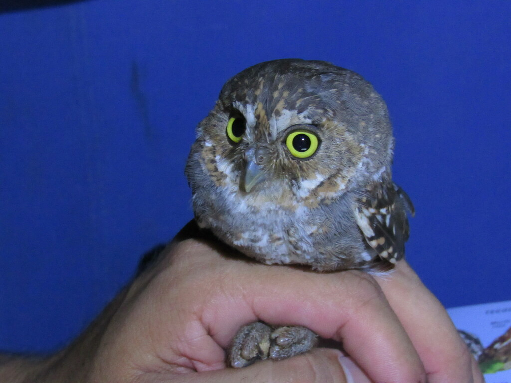 Tecolote enano desde Municipio de Méndez, Tamps., México el 09 de julio ...