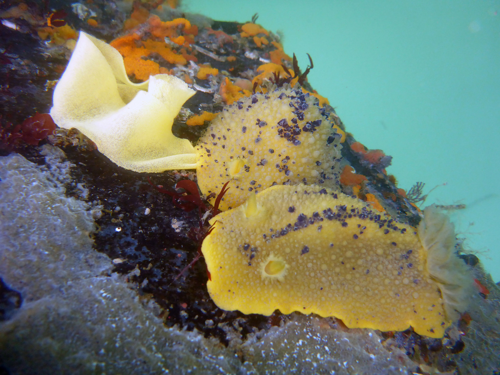 Monterey Dorid (Nudibranchs & Sea Slugs of the Mukilteo Underwater Park ...