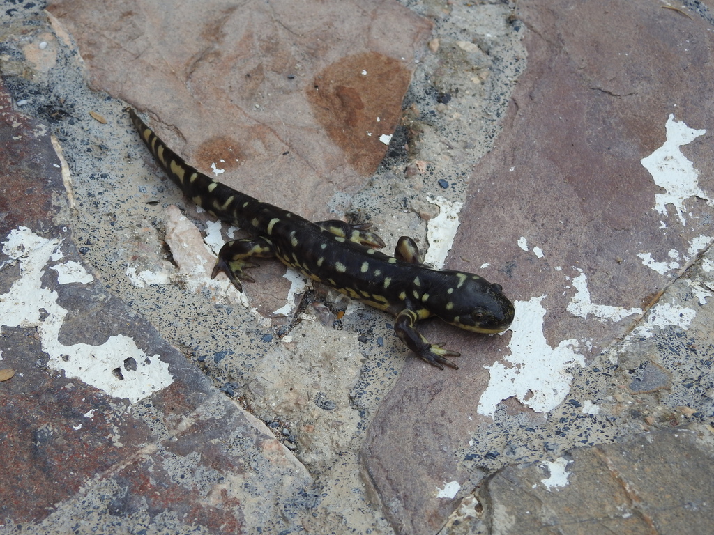 Mexican Tiger Salamander in October 2022 by Ariadne Cruz Nava · iNaturalist