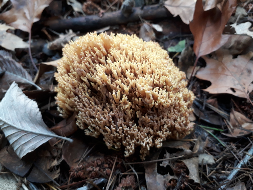 Upright Coral Fungus from Watford, UK on November 12, 2022 at 11:44 AM ...