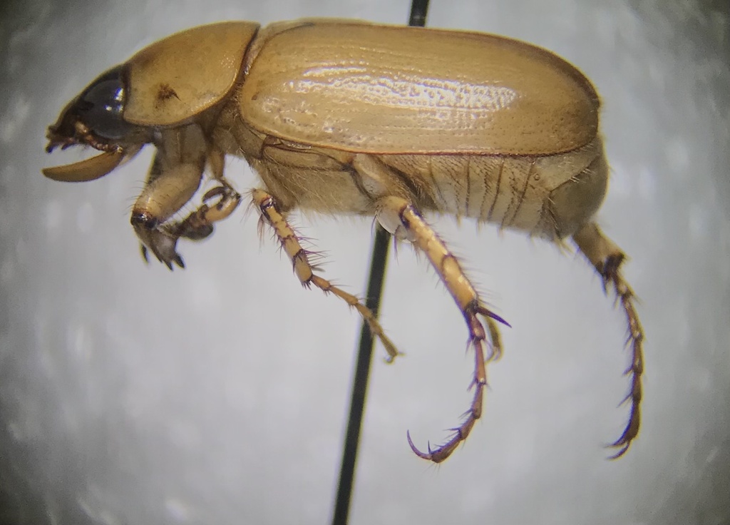 Masked Chafers from Heartwell Park, Hastings, NE, US on July 02, 2022 ...
