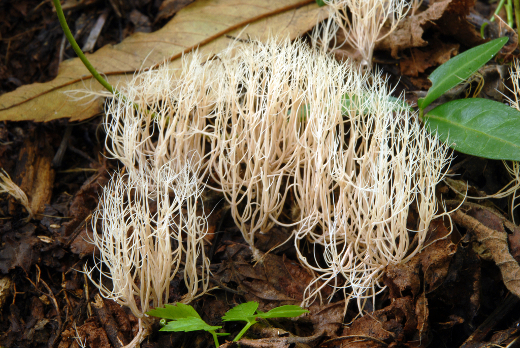 Pterula multifida from Lago di Alserio on November 1, 2022 at 09:33 AM ...