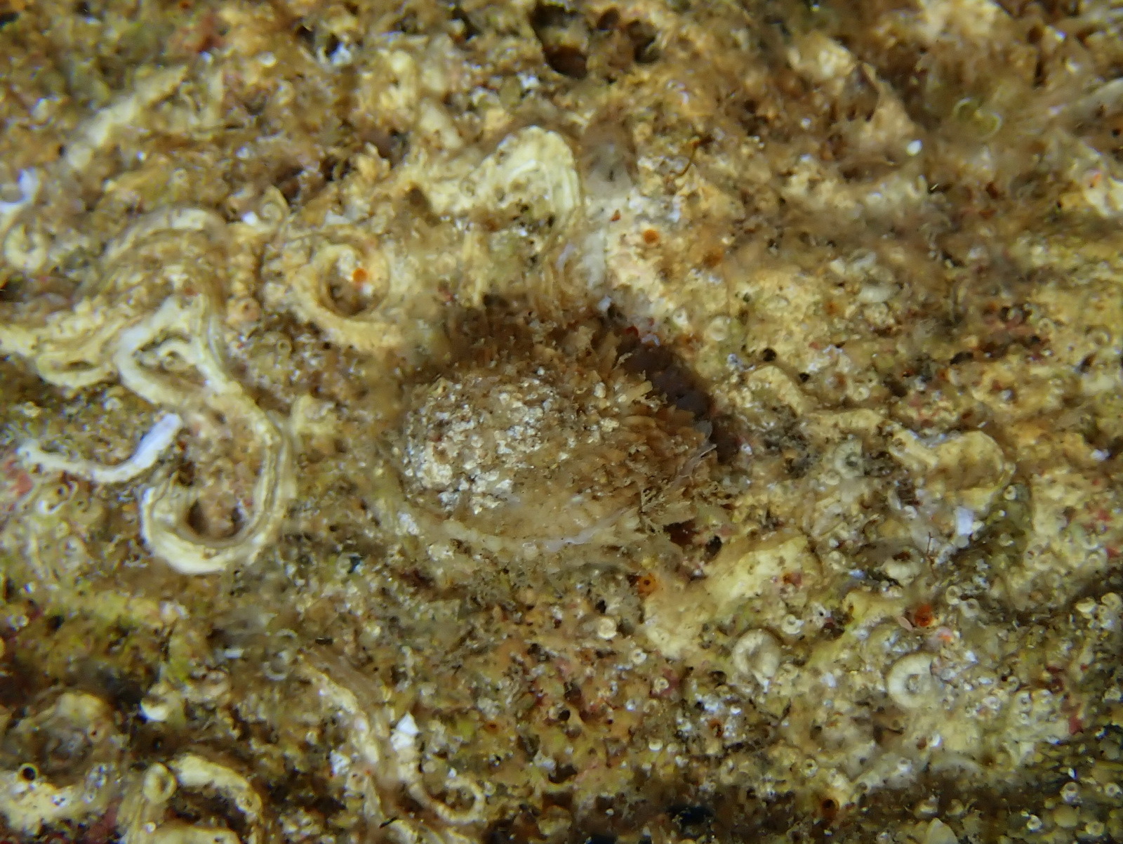 Chama gryphoides Linnaeus, 1758