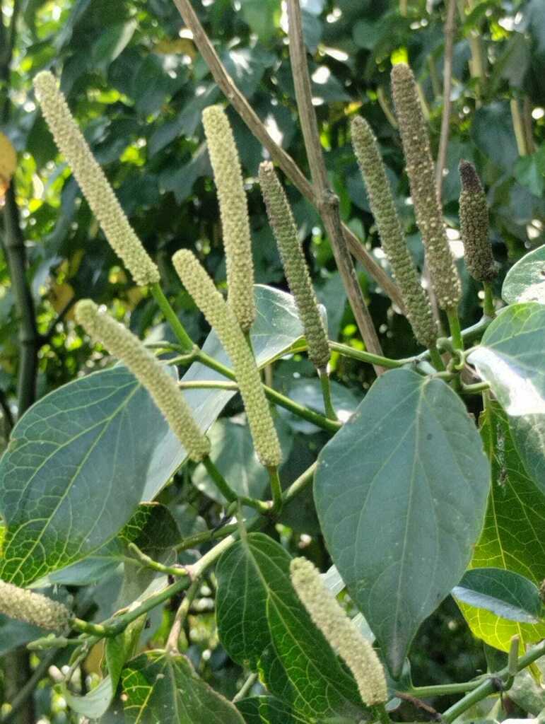 pepper plants from Cotogchoa, Ecuador on November 13, 2022 at 12:31 PM ...