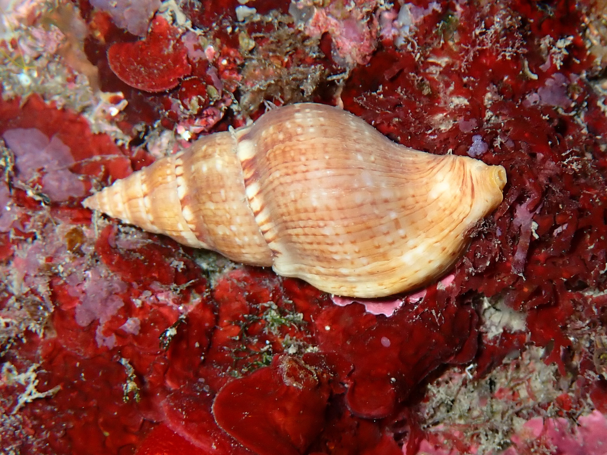 Euthria cornea (Linnaeus, 1758)