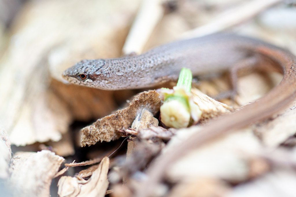 Southern Weasel Skink from Croydon South VIC 3136, Australia on ...