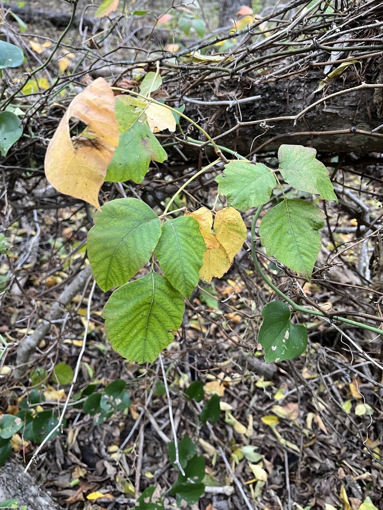 poison ivies and oaks from Sherwood Ct, Cedar Hill, TX, US on November ...