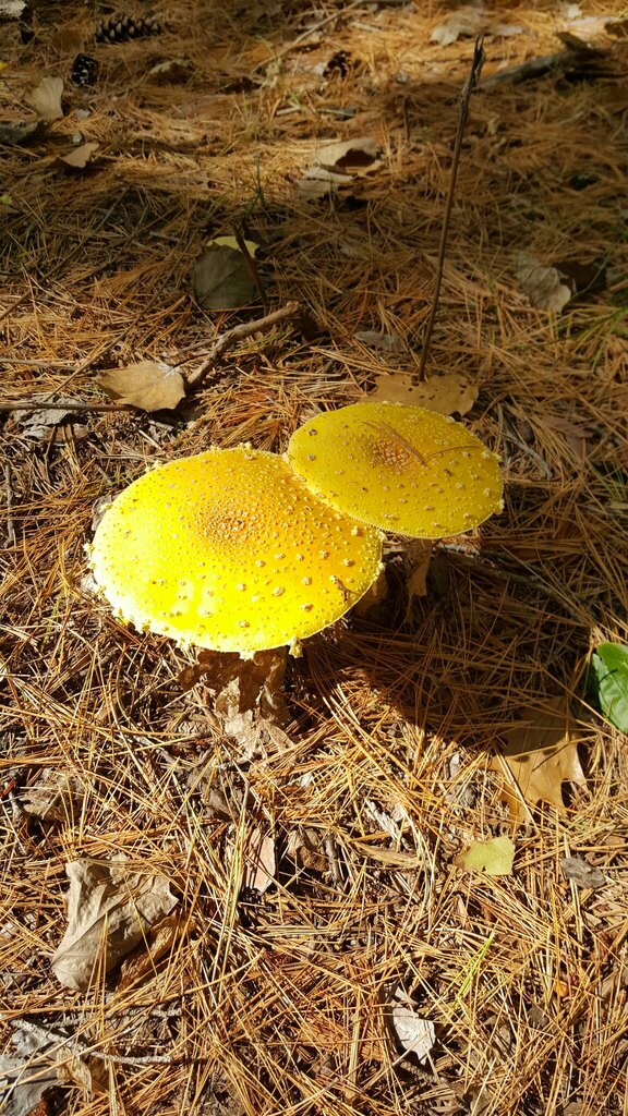 Amanita subsect. Amanita from Bayfield, WI, USA on October 2, 2021 at ...