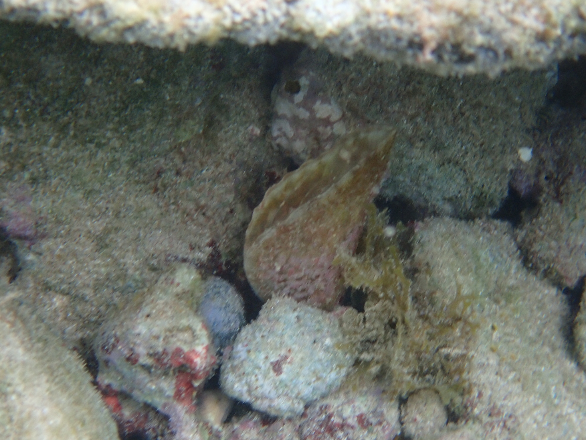 Pinna carnea Gmelin, 1791