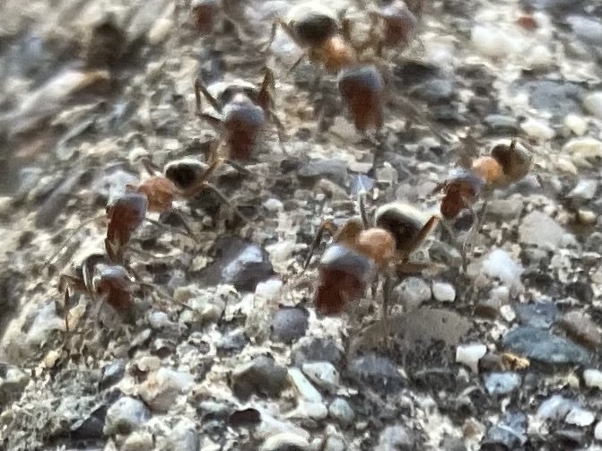 Western Velvety Tree Ant from Pendegast St, Woodland, CA, US on ...