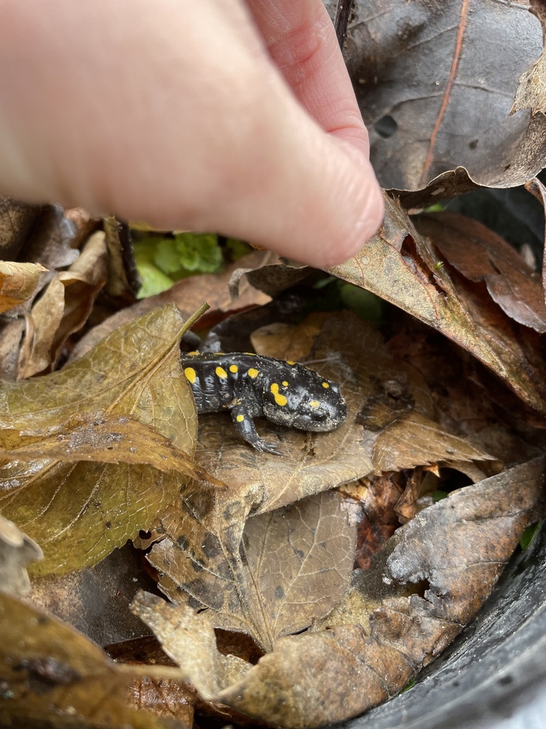 Spotted Salamander from Fall Creek, Ithaca, NY, US on November 13, 2022 ...