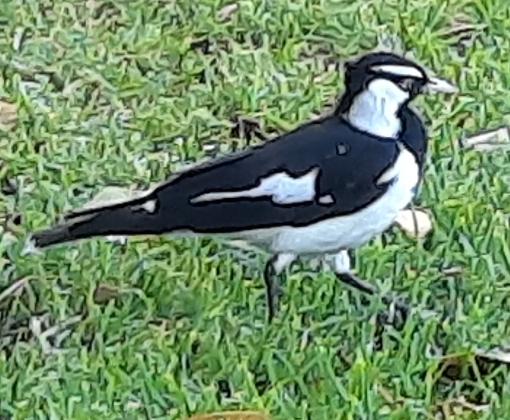 Magpie-lark from Adelaide on November 11, 2022 at 07:05 PM by ...