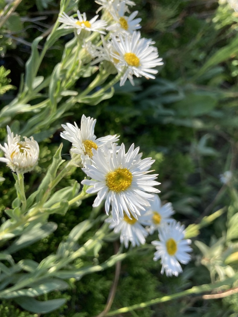 Caespitose Fleabane from Southwest Calgary, Calgary, AB, Canada on July ...