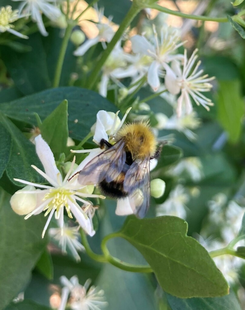 Perplexing Bumble Bee from Southwest Calgary, Calgary, AB, Canada on ...