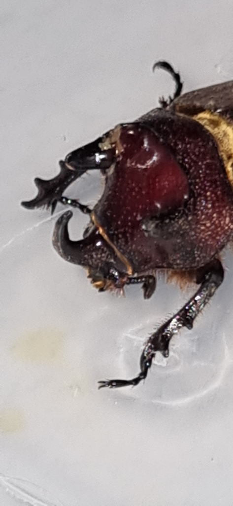 Coelosis bicornis from Res. Jardim Panorama, Piranguinho - MG, 37508 ...