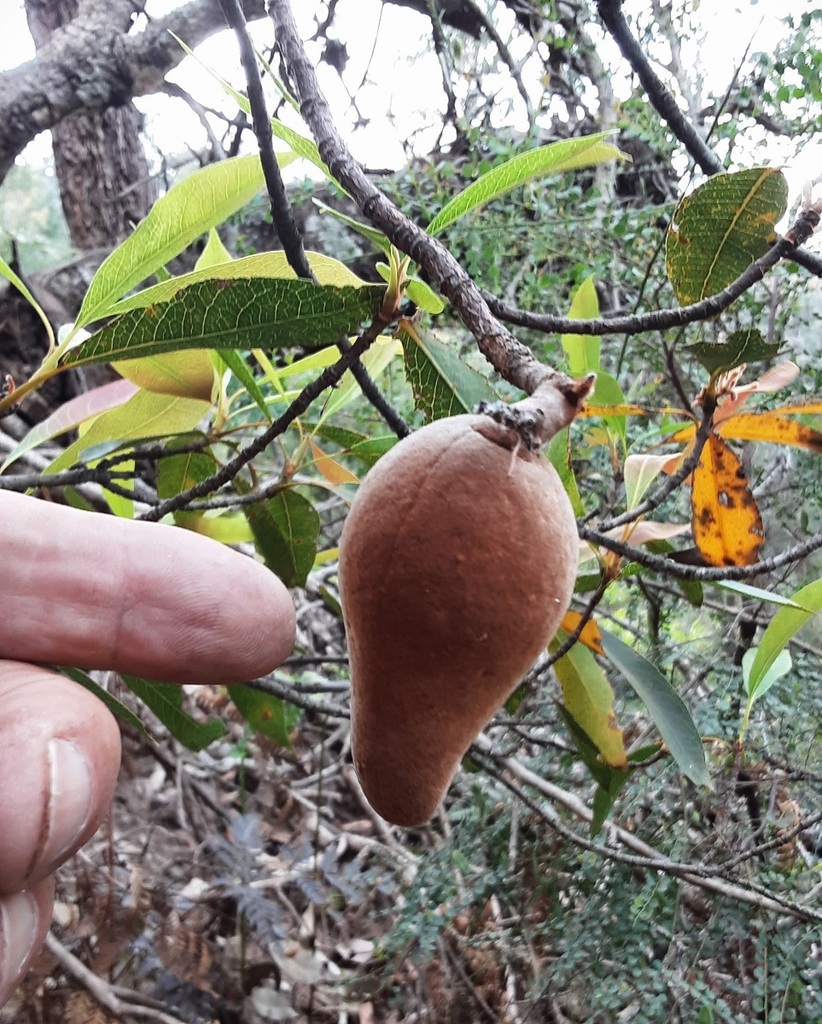 Woody Pear from Emu Heights NSW, Australia on November 12, 2022 at 02: ...