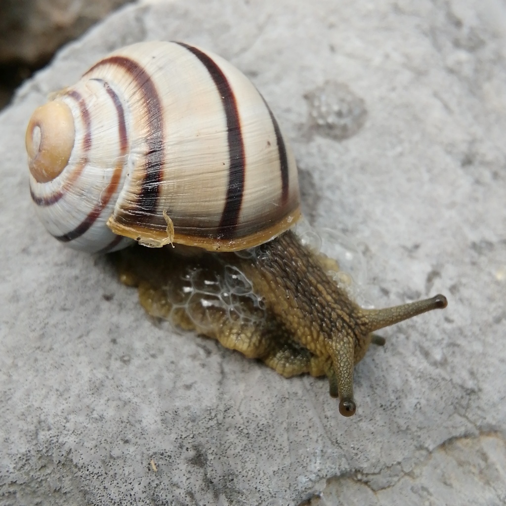 Helix secernenda from Lugina e Valbones, AL-KK-TP, AL-KK, AL on July 16 ...