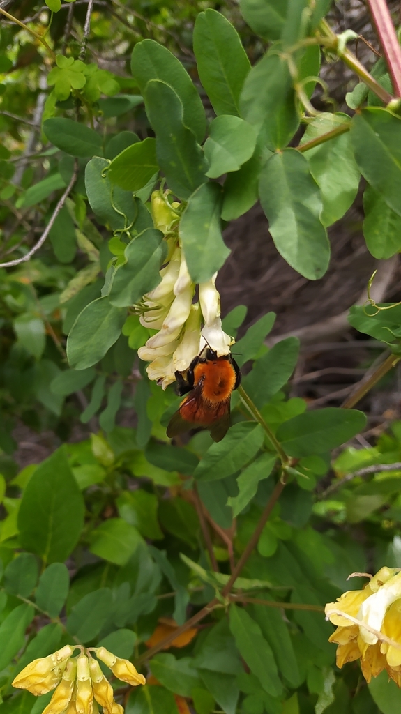 Giant Bumble Bee in November 2022 by yiii_pez · iNaturalist