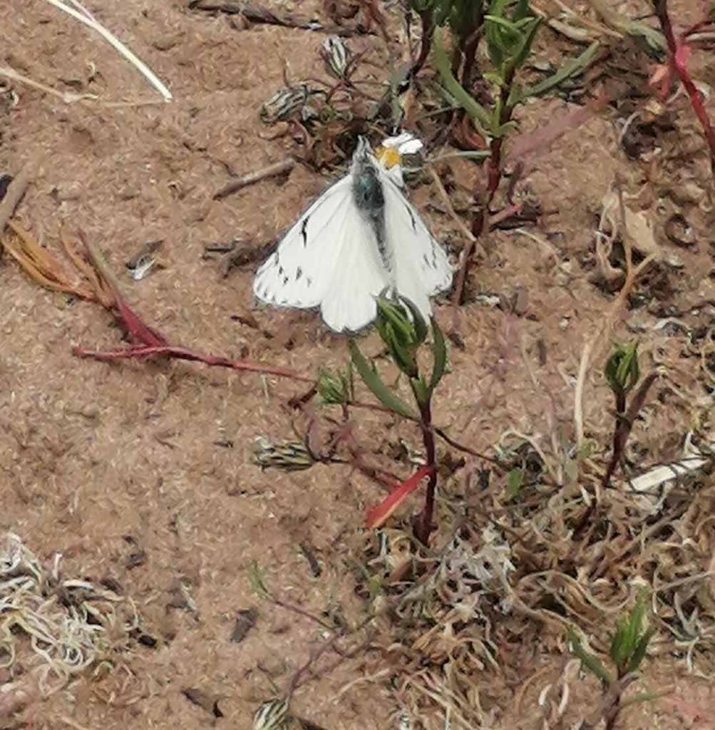 Tatochila mercedis mercedis from La Serena, Coquimbo, Chile on November ...