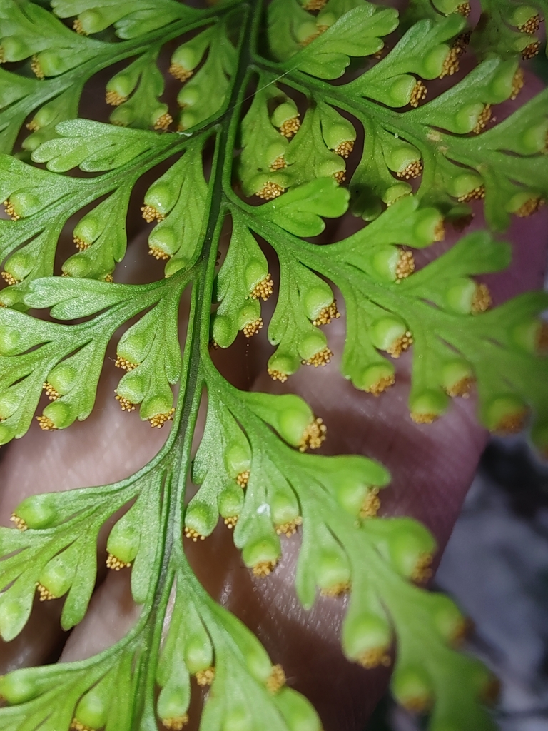 (Davalliaceae) - Botanical Realm