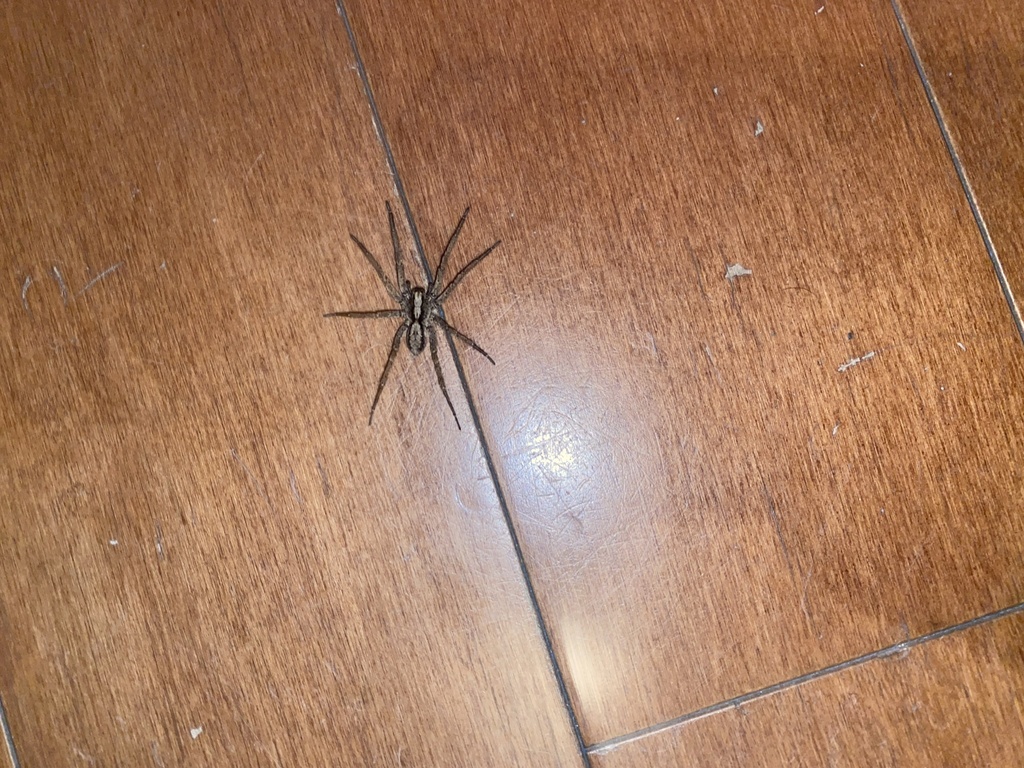 Drumming Sword Wolf Spider from Stockton University, Galloway, NJ, US ...