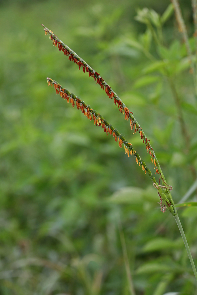 eastern gamagrass from Franklin County, MO, USA on July 1, 2022 at 01: ...