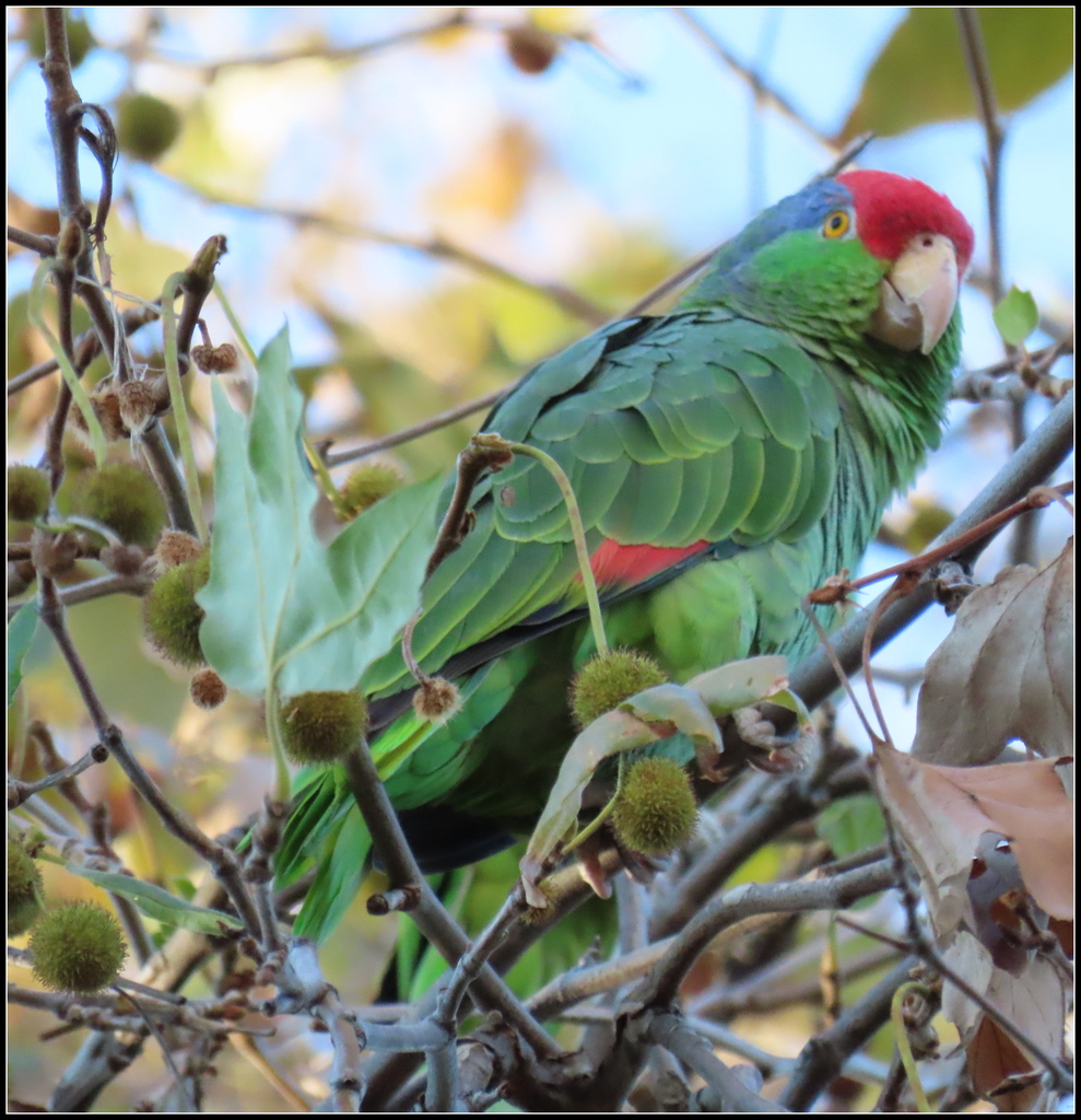 Red-crowned Parrot in November 2022 by petegordon · iNaturalist