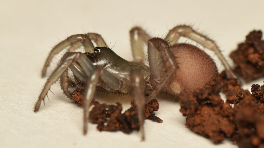 California Turret Spider from Nevada County, CA, USA on November 13 ...