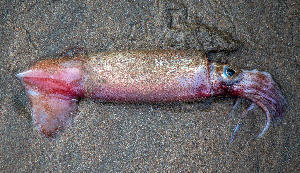 Pelagic Squids from Bahía Solano, Chocó, Colombia on October 07, 2022 ...