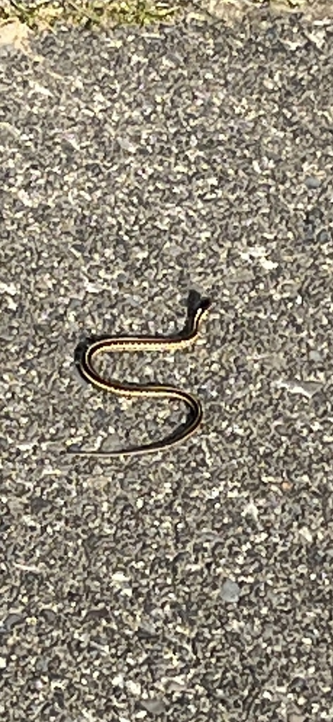 Valley Garter Snake from Westport, WA, US on November 13, 2022 at 05:26 ...