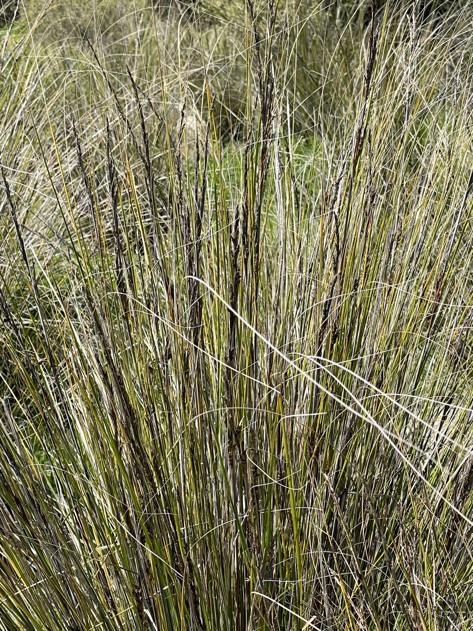 Gahnia filum (Labill.) F.Muell.