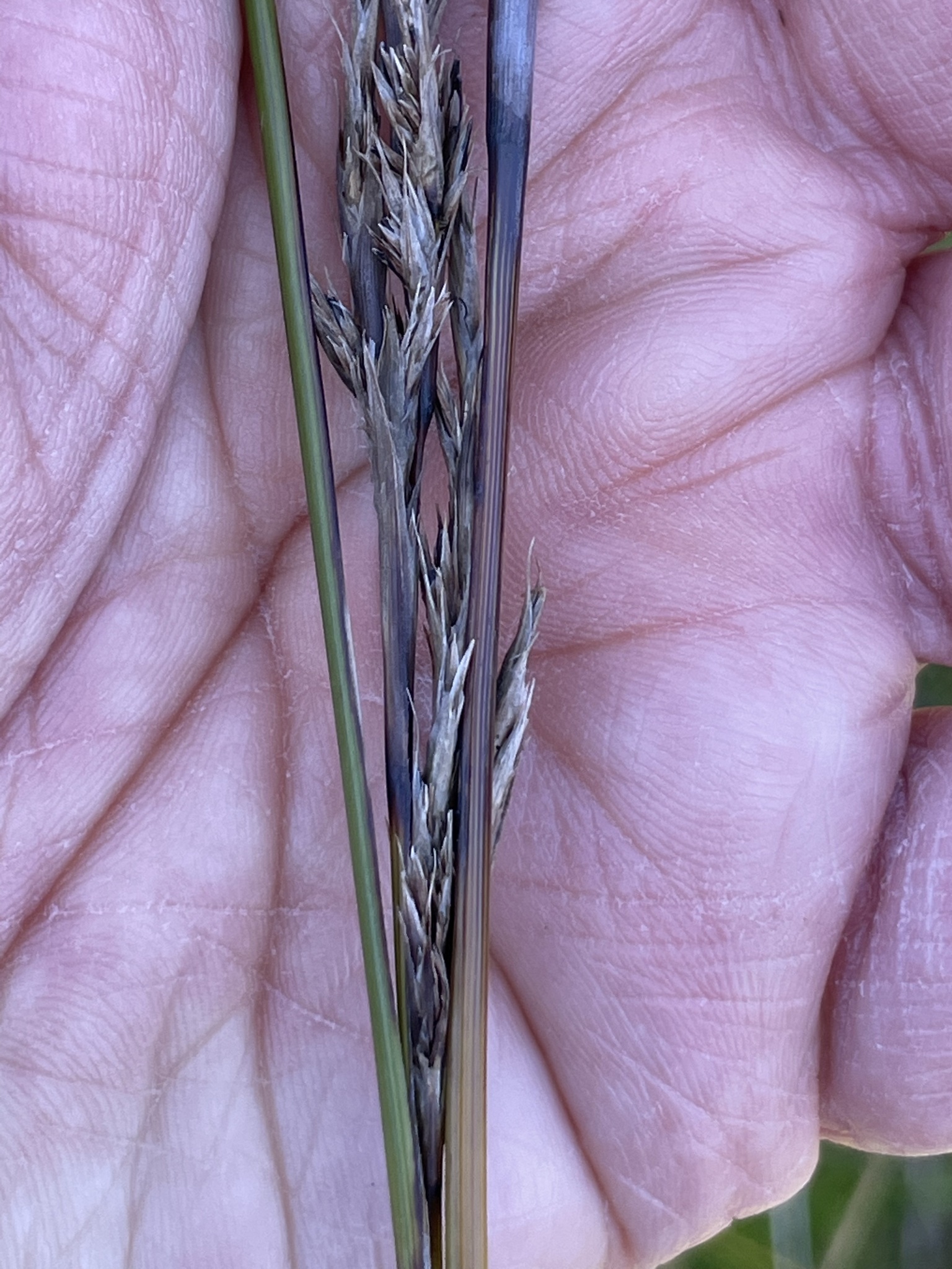 Gahnia filum (Labill.) F.Muell.