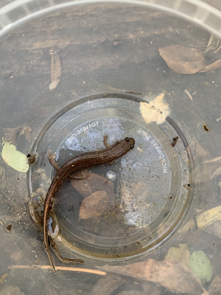 Dusky Salamanders in November 2022 by Michael Rice. Under a log with ...