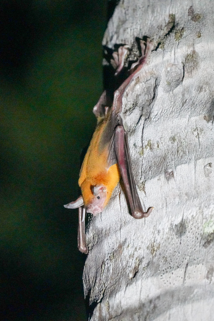 Greater Bulldog Bat (Noctilio leporinus) - Know Your Mammals