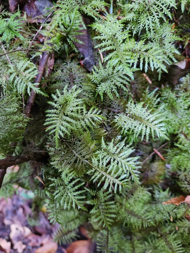 stairstep moss from Tacoma, WA 98407, USA on November 13, 2022 at 03:54 ...