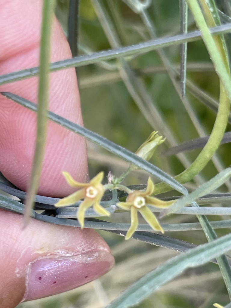 Pattalias palmeri palmeri from Loreto, MX-BS, MX on November 13, 2022 ...