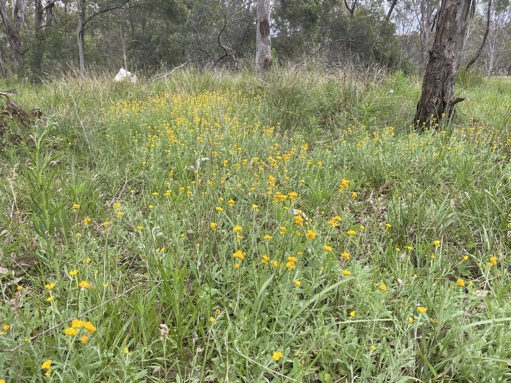 Common Everlasting from Meringandan, QLD, AU on October 14, 2022 at 03: ...