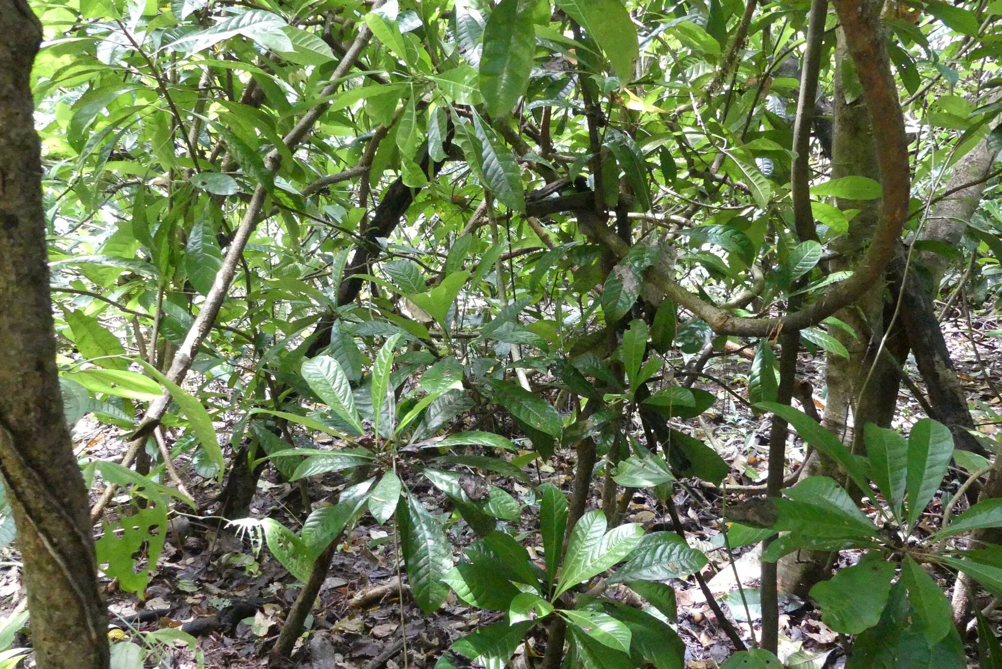 Erythrochiton gymnanthus Kallunki