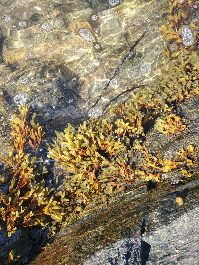 Rockweed from Cumberland, Maine, United States on September 15, 2022 at ...