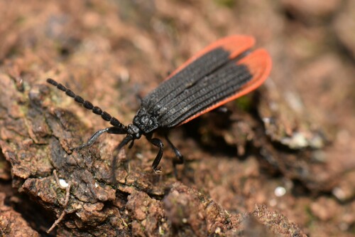 Xylobanus heterodoxus · iNaturalist Mexico