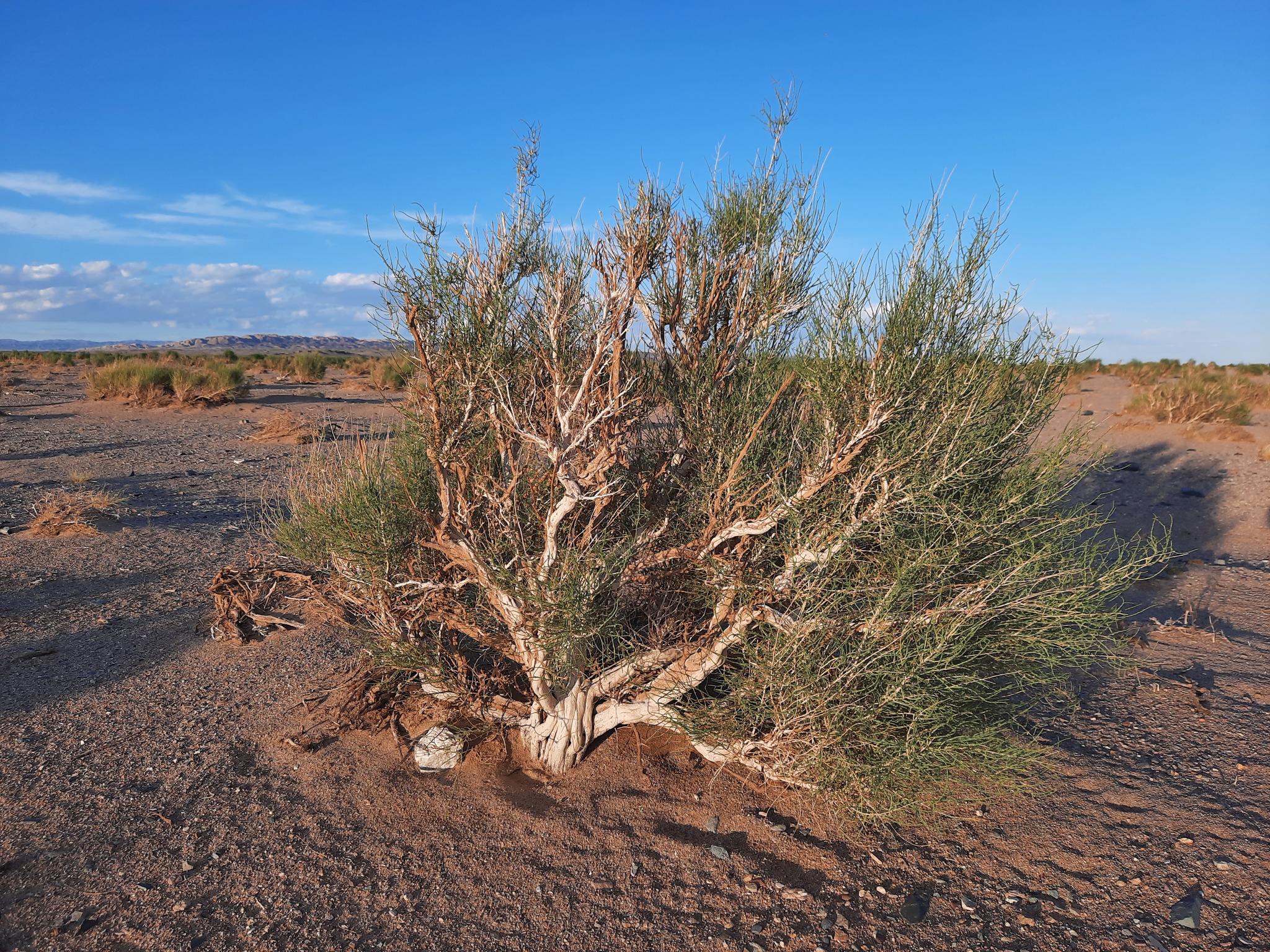 Haloxylon ammodendron (C.A.Mey.) Bunge ex Fenzl