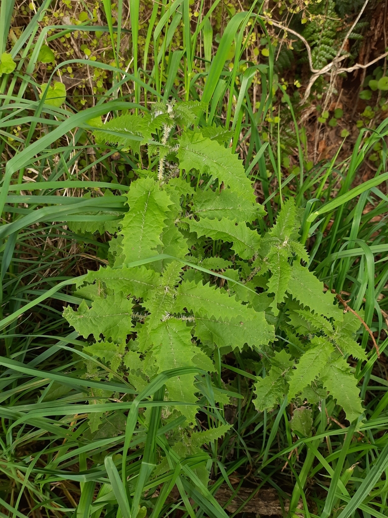 Tree Nettle from Little River, New Zealand on November 14, 2022 at 03: ...