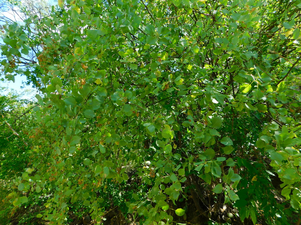 desert plum from Zapotitlán, Pue., México on October 23, 2022 at 01:14 ...