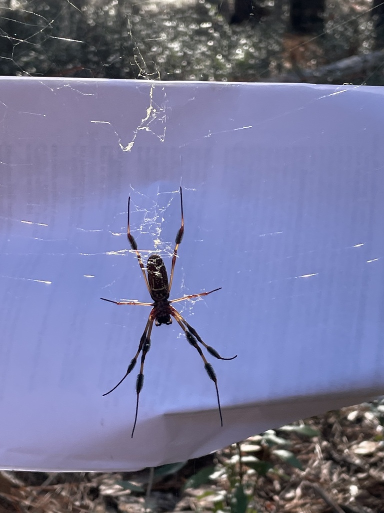 Golden Silk Spider from Rural West Ashley, Hollywood, SC, US on ...