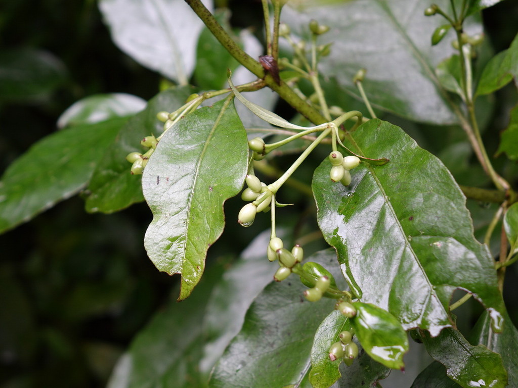 Kanono from Wairoa Gorge, Clevedon, Auckland, New Zealand on September ...