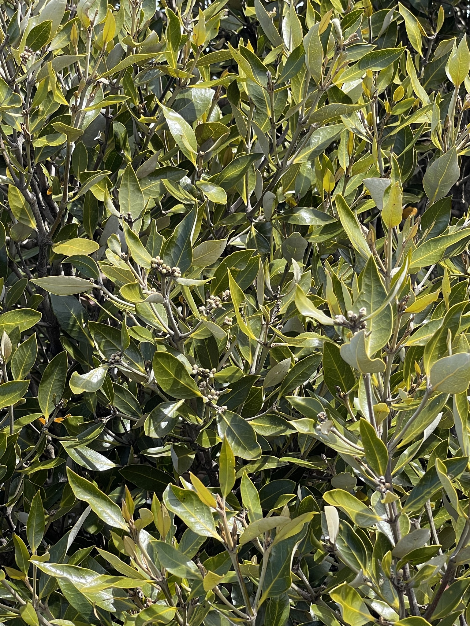 Avicennia marina subsp. marina