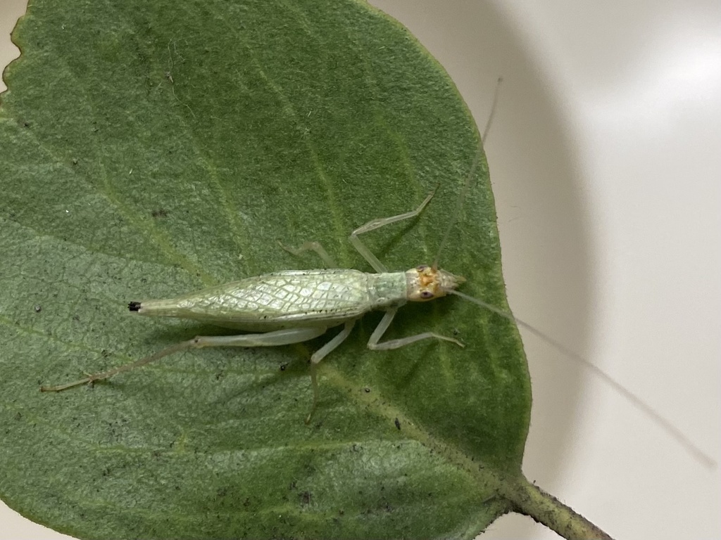 Common Tree Crickets from University of California, Berkeley, CA, US on ...