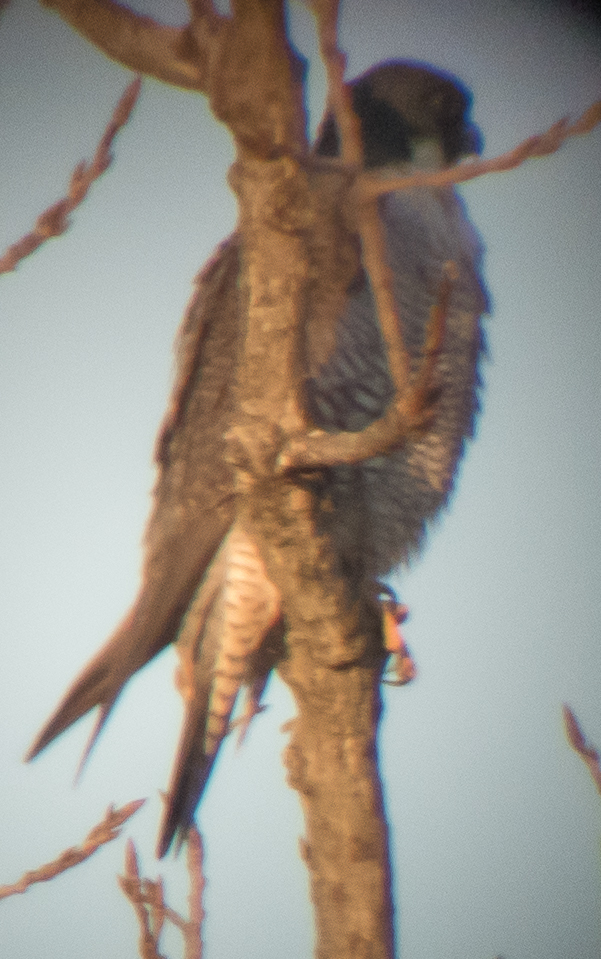 Peregrine Falcon from Hamilton, OH, USA on January 01, 2017 at 09:36 AM ...