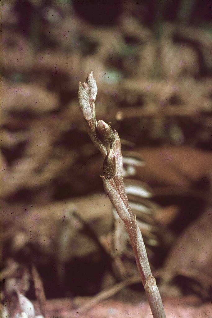 Danhatchia australis in December 1966 by Colin Ogle. Under ...