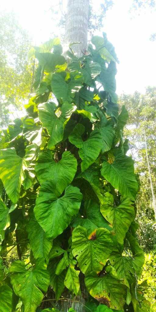 Aroideae from El Guisme, Ecuador on November 13, 2022 at 05:05 PM by ...